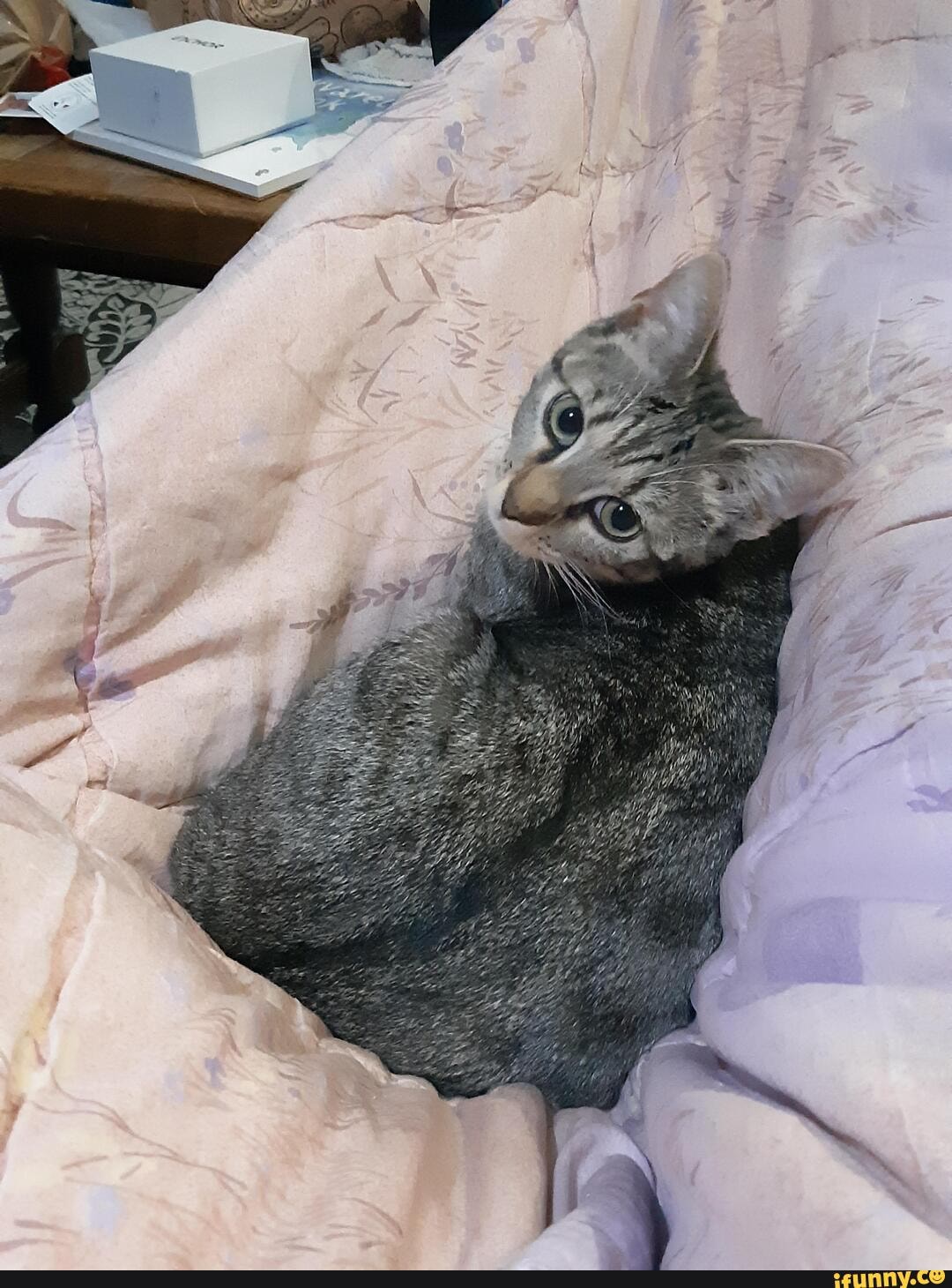 Hamac memes. Best Collection of funny Hamac pictures on iFunny