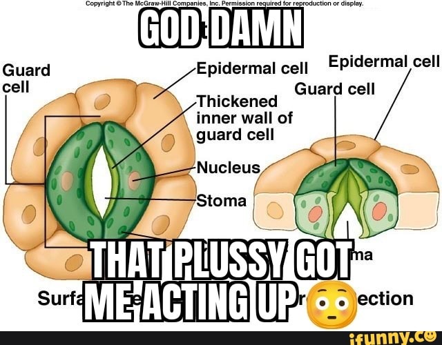 Stomata memes. Best Collection of funny Stomata pictures on iFunny