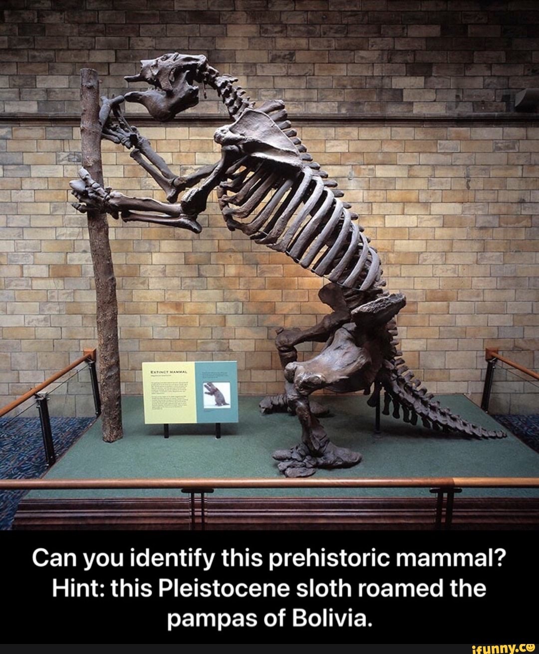Can you identify this prehistoric mammal? Hint: this Pleistocene sloth ...