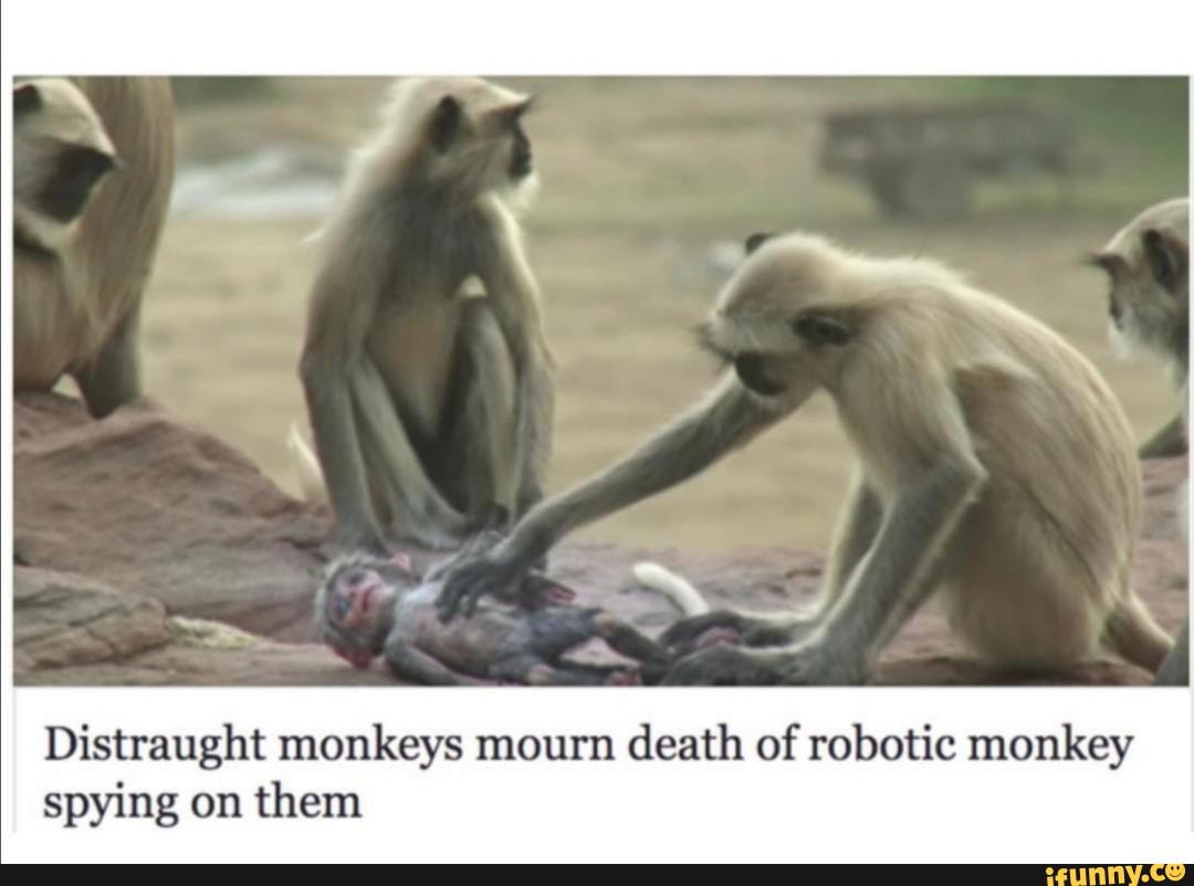 Distraught monkeys mourn death of robotic monkey spying on them - iFunny