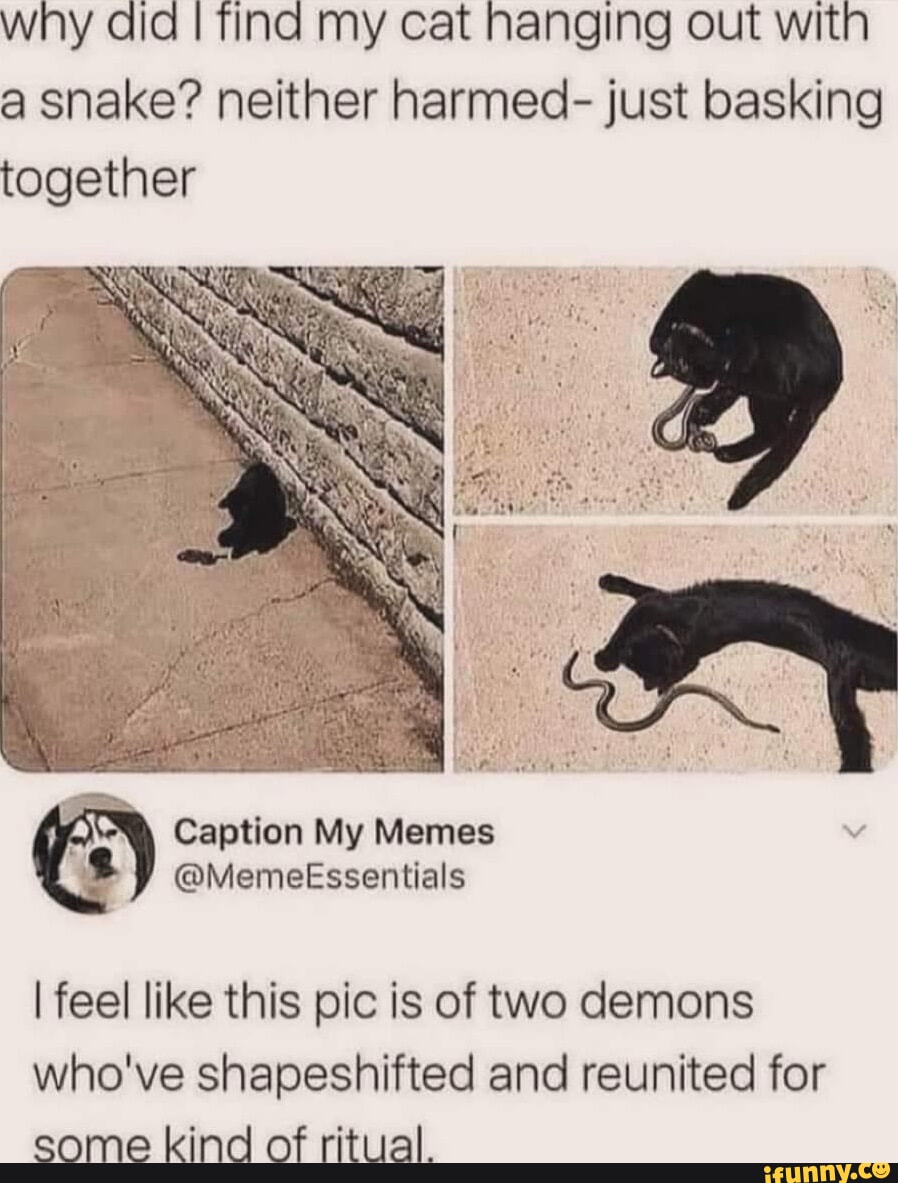 Reunited memes. Best Collection of funny Reunited pictures on iFunny