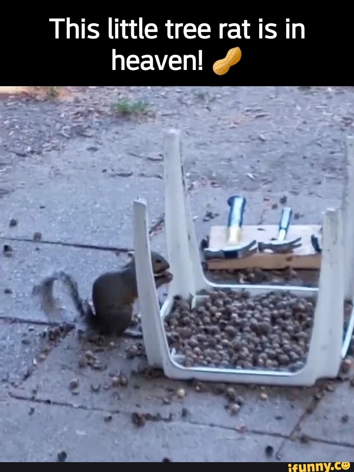 This little tree rat is in heaven! - iFunny