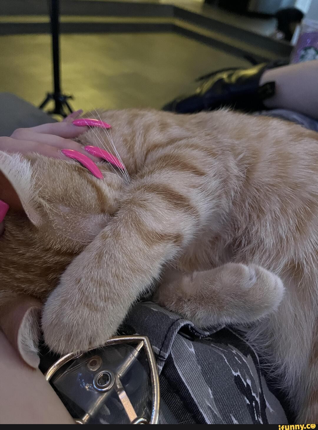 Pweese memes. Best Collection of funny Pweese pictures on iFunny