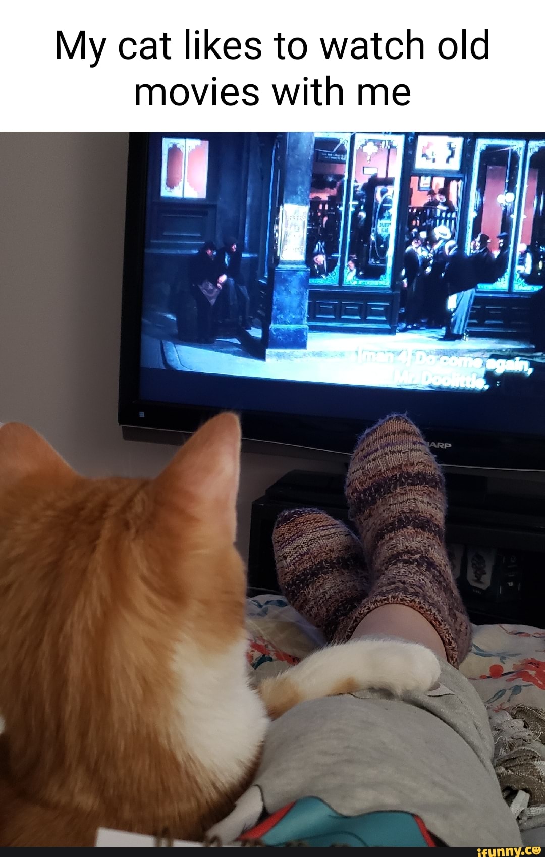 Watchingtvwithmycat memes. Best Collection of funny Watchingtvwithmycat ...