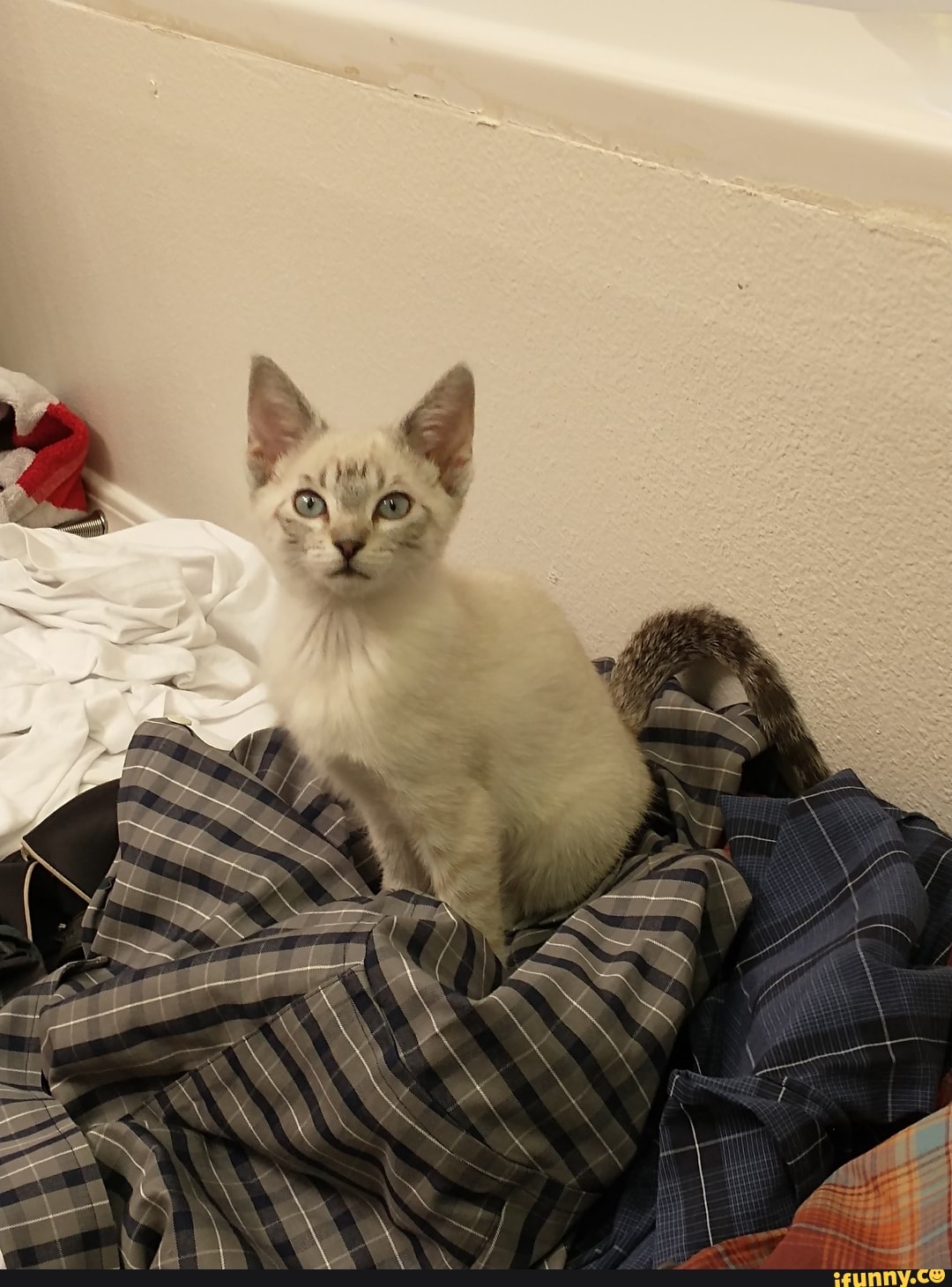 Siamesecat memes. Best Collection of funny Siamesecat pictures on iFunny