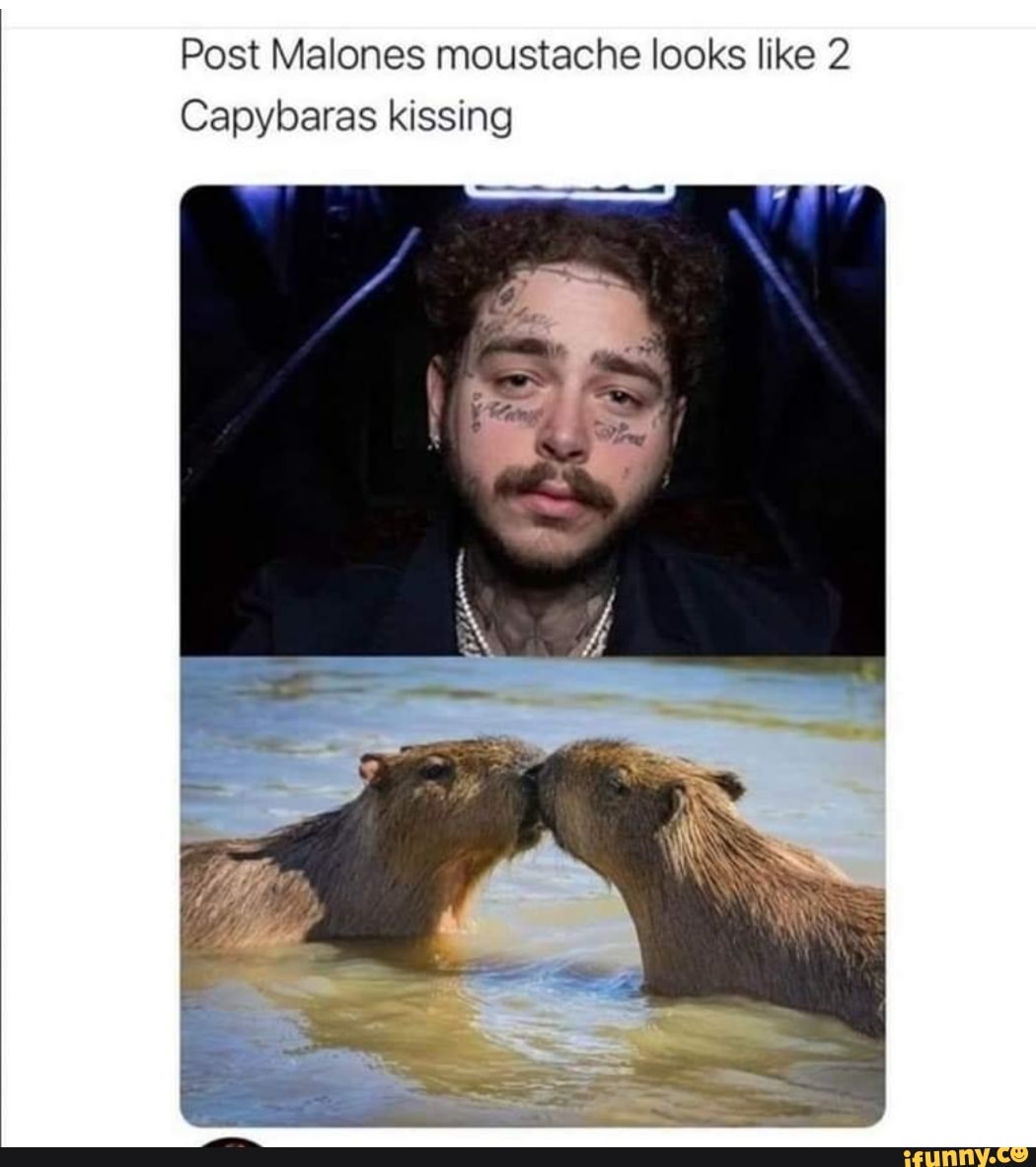 Post Malones moustache looks like 2 Capybaras kissing SSS - iFunny
