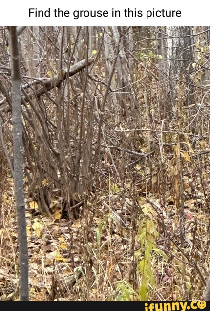 Grouse memes. Best Collection of funny Grouse pictures on iFunny