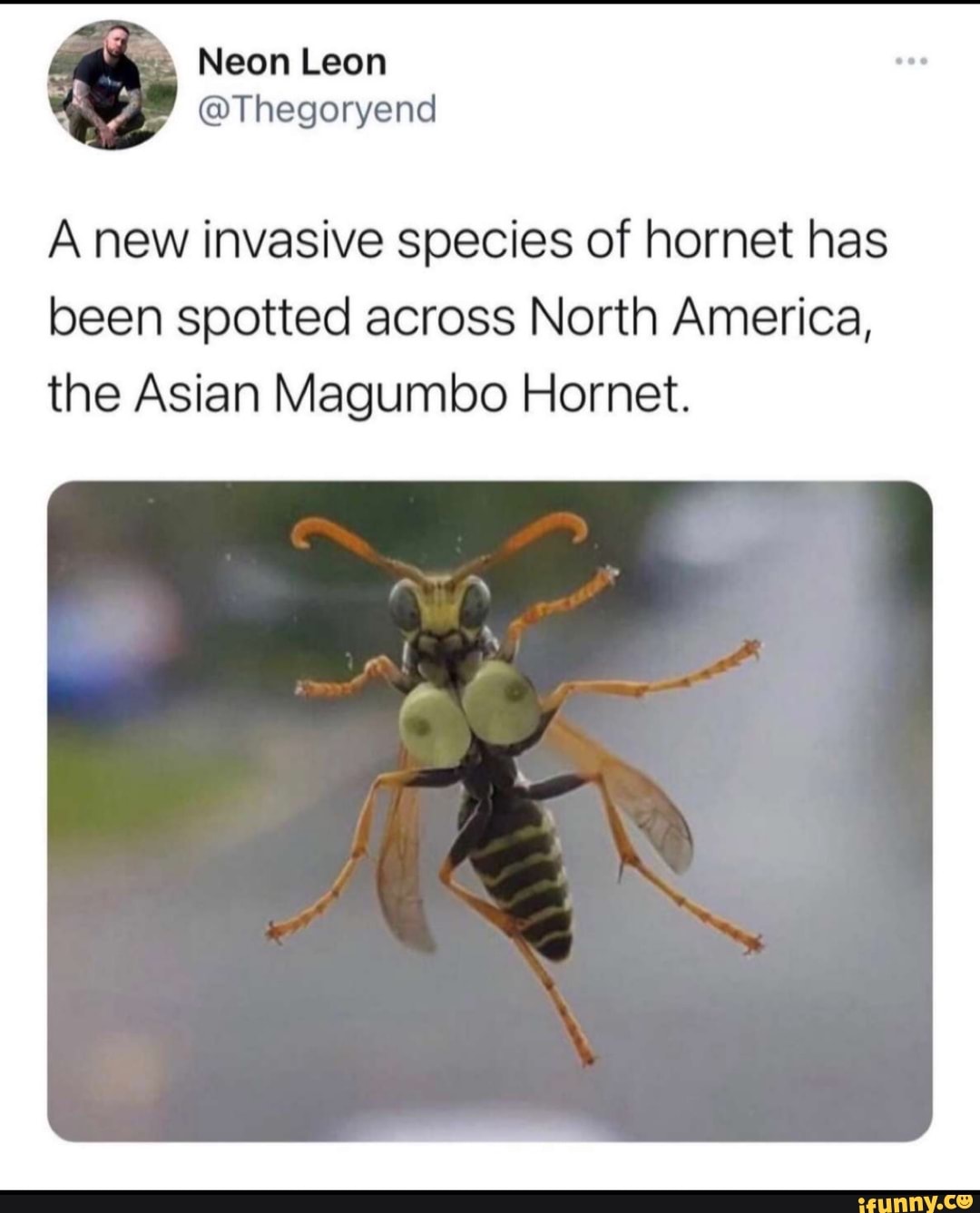 A new invasive species of hornet has been spotted across North America ...