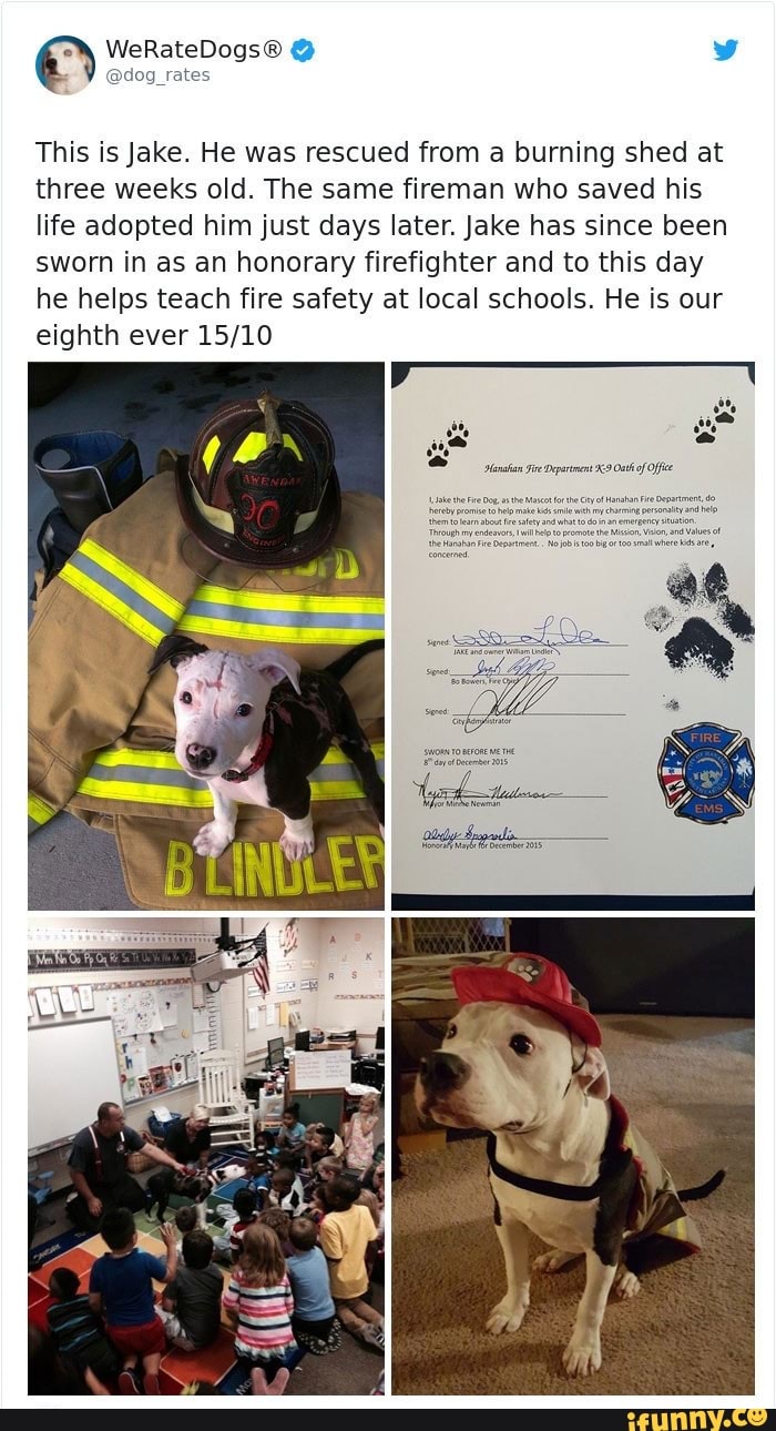 This is Jake. He was rescued from a burning shed at three weeks old ...