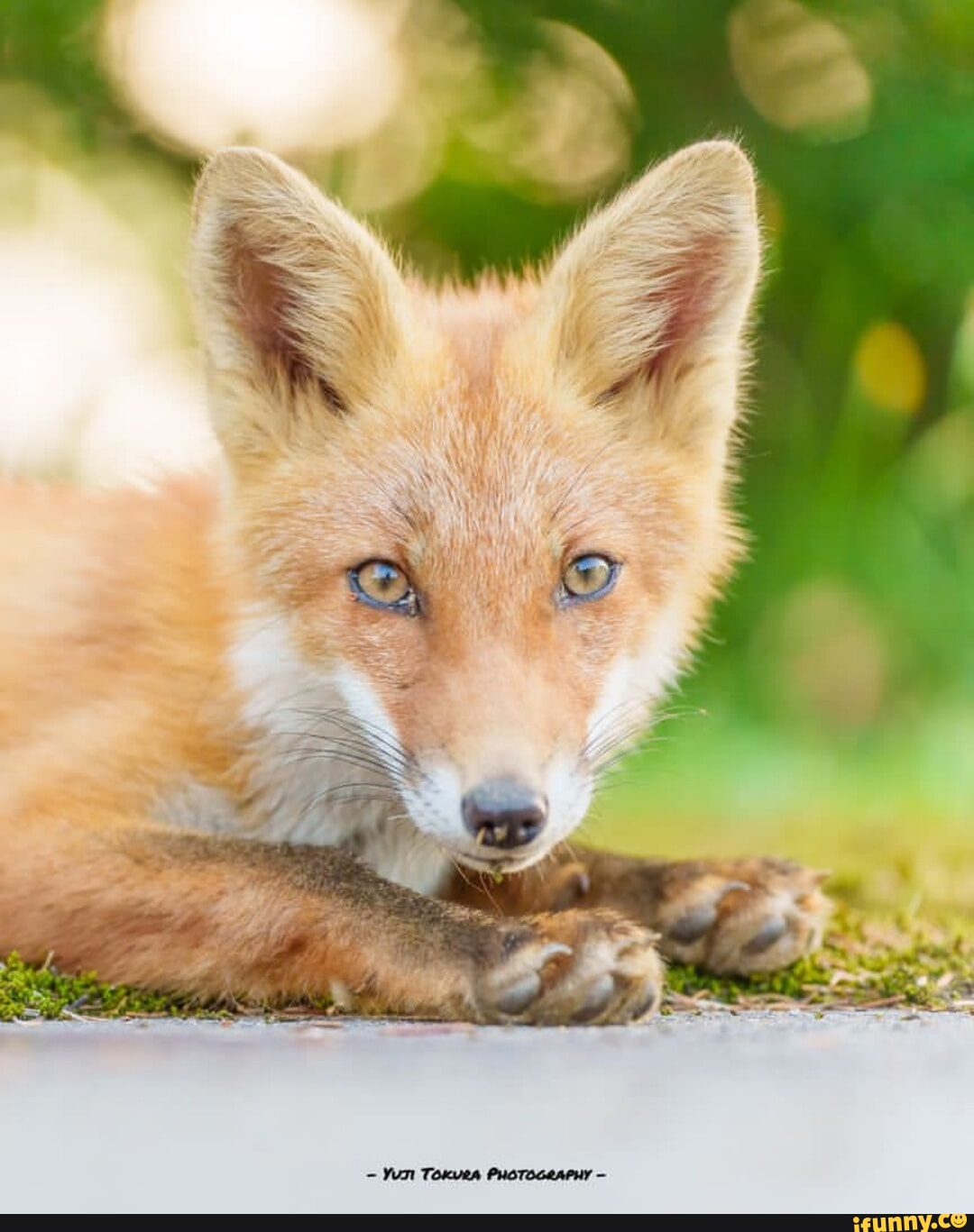 Yurt memes. Best Collection of funny Yurt pictures on iFunny