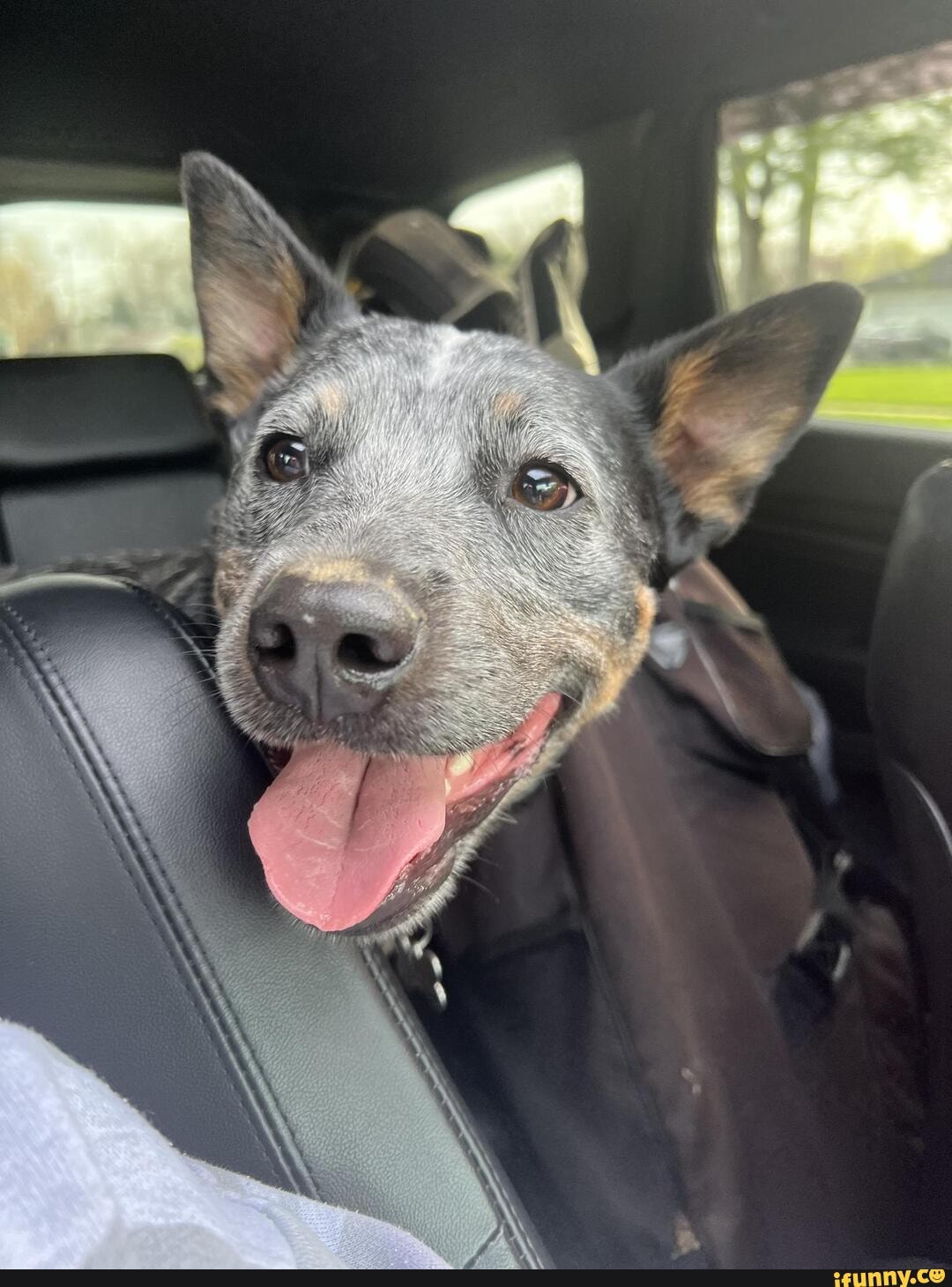 Blue_heeler memes. Best Collection of funny Blue_heeler pictures on iFunny