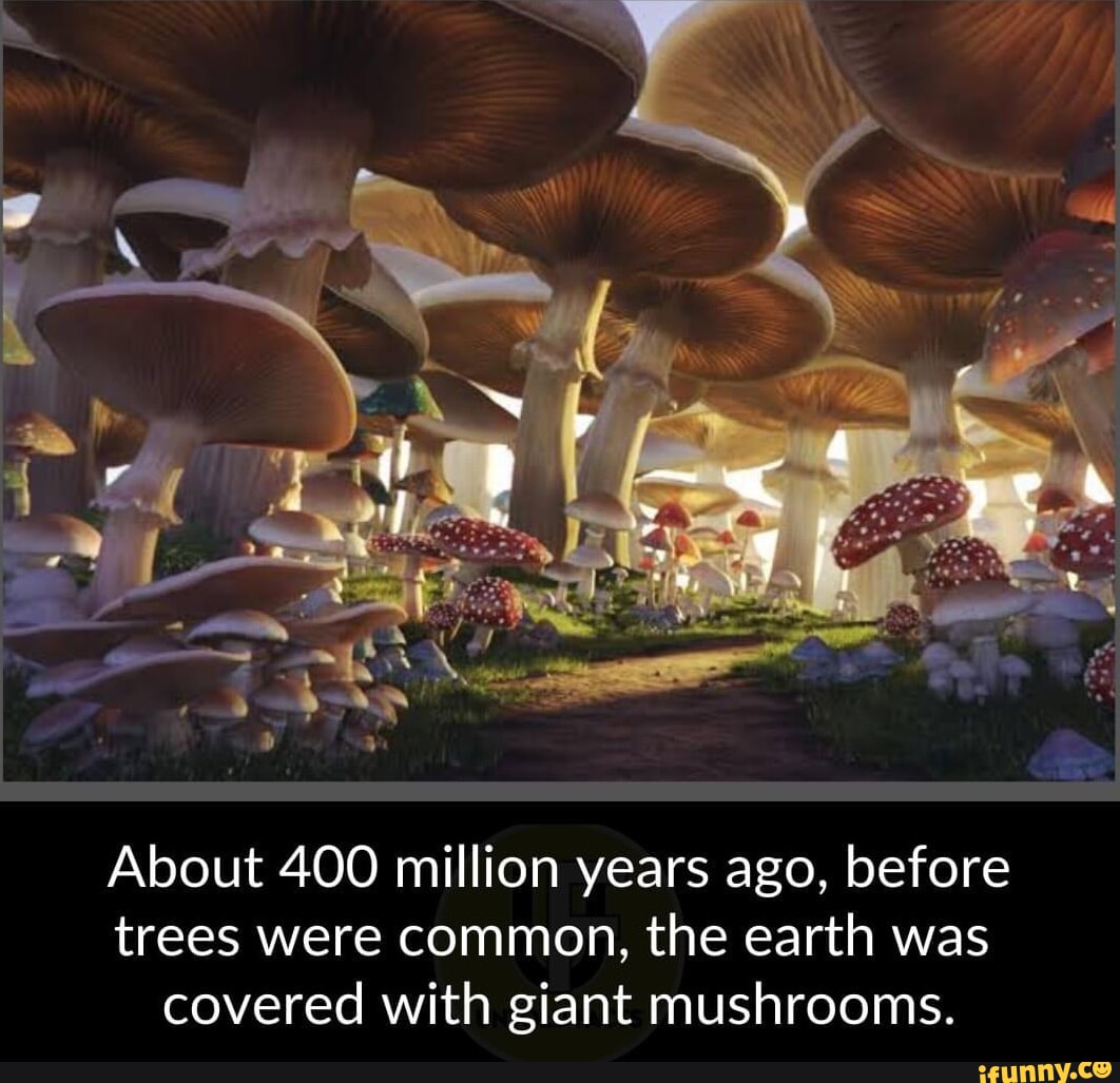 About 400 million years ago, before trees were common, the earth was ...