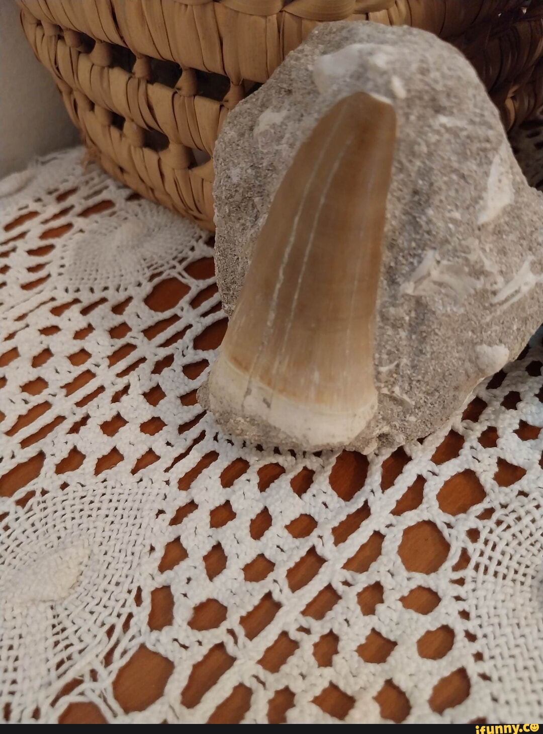 Mosasaur memes. Best Collection of funny Mosasaur pictures on iFunny