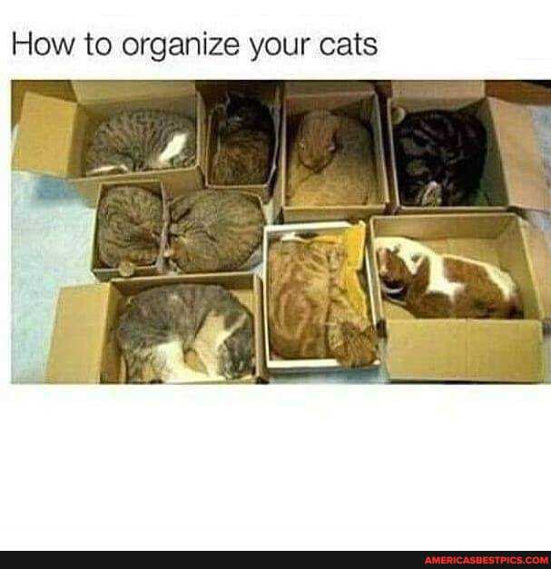 How to organize your cats - America’s best pics and videos