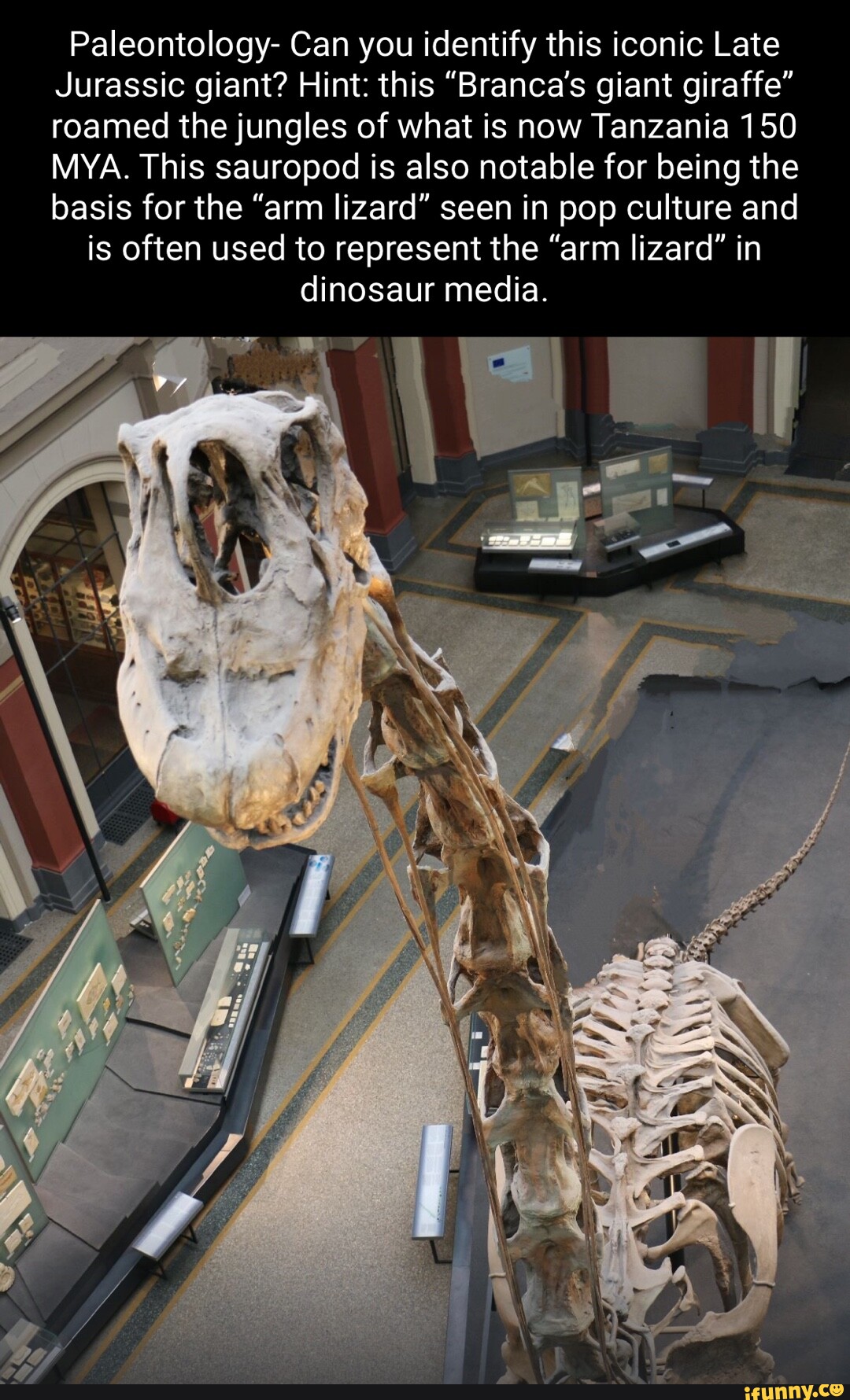 Paleontology- Can you identify this iconic Late Jurassic giant? Hint ...
