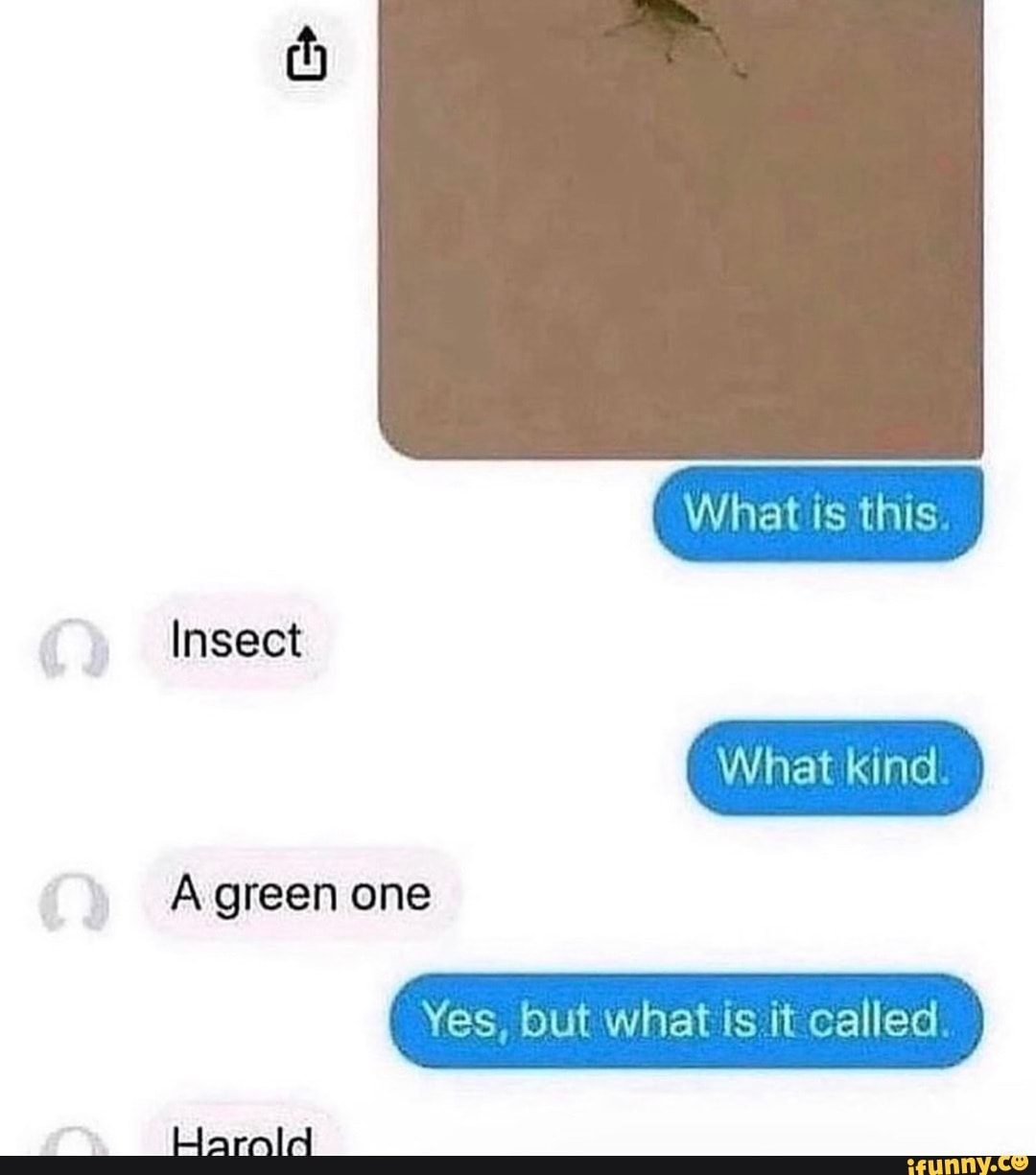 What is this Insect What kind A green one Yes, but what is it called ...
