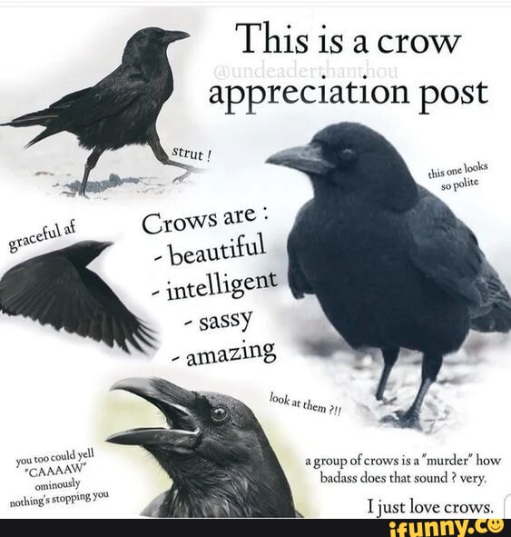Crows memes. Best Collection of funny Crows pictures on iFunny