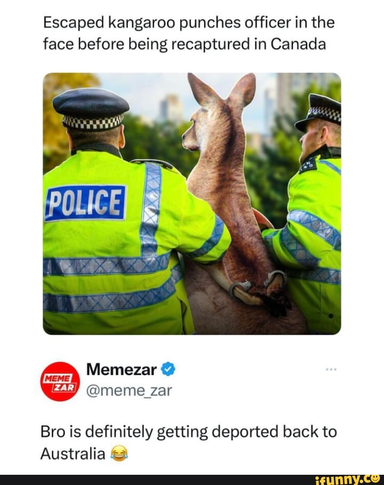 Escaped kangaroo punches officer in the face before being recaptured in ...