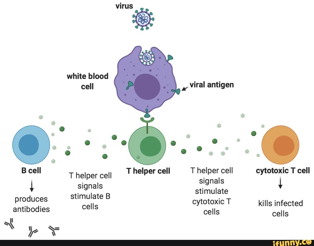 Virus white blood cell Viral antigen B cell T helper cell T helper cell T helper cell signals T ...
