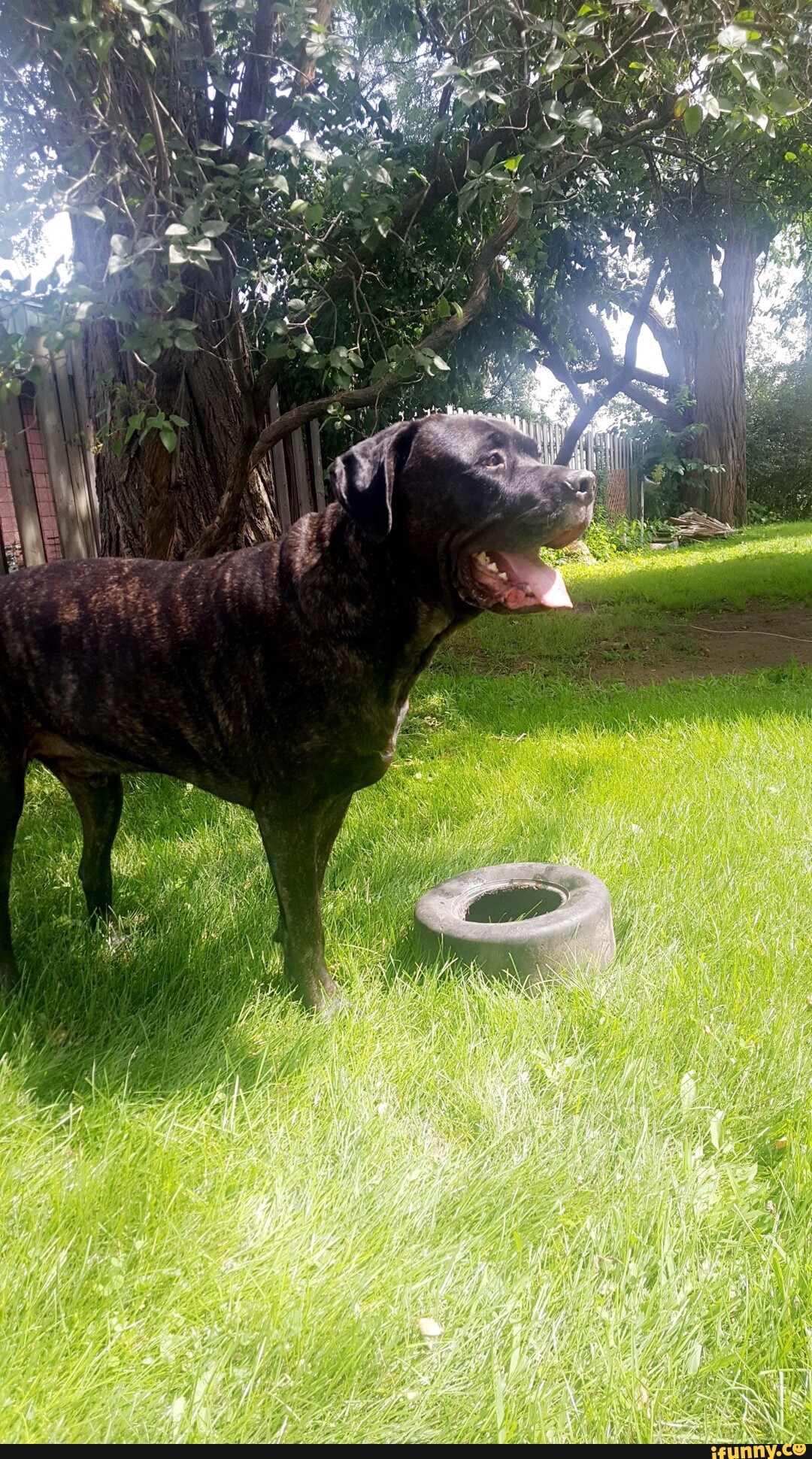 Cane_corso memes. Best Collection of funny Cane_corso pictures on iFunny