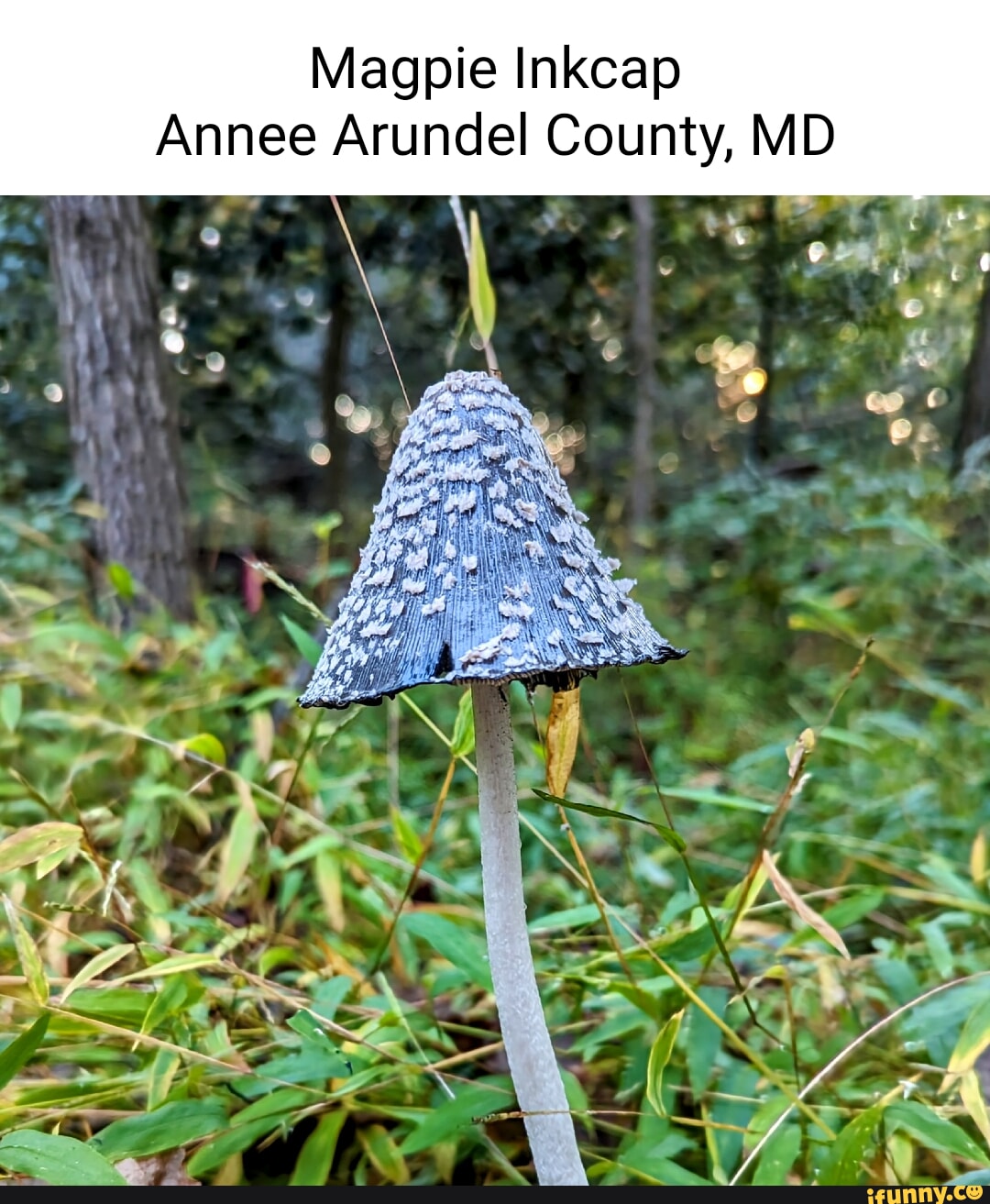 Mycology memes. Best Collection of funny Mycology pictures on iFunny