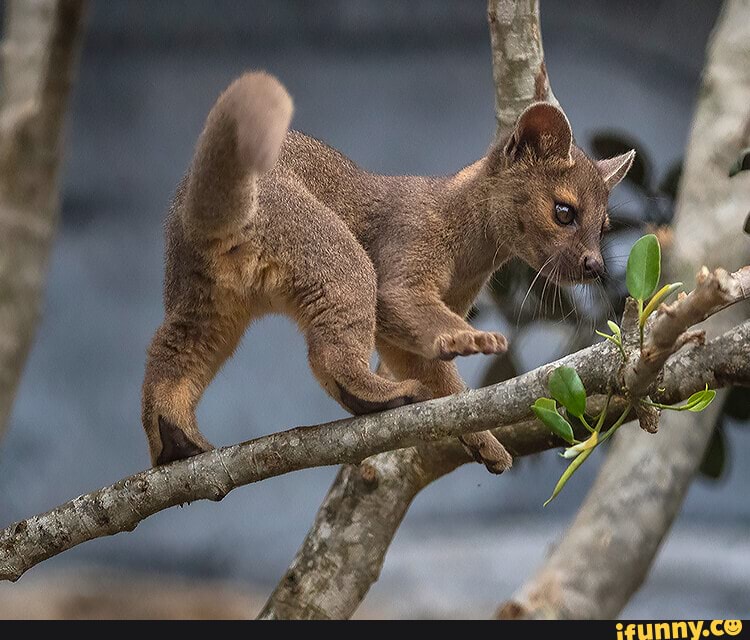 Fossa memes. Best Collection of funny Fossa pictures on iFunny