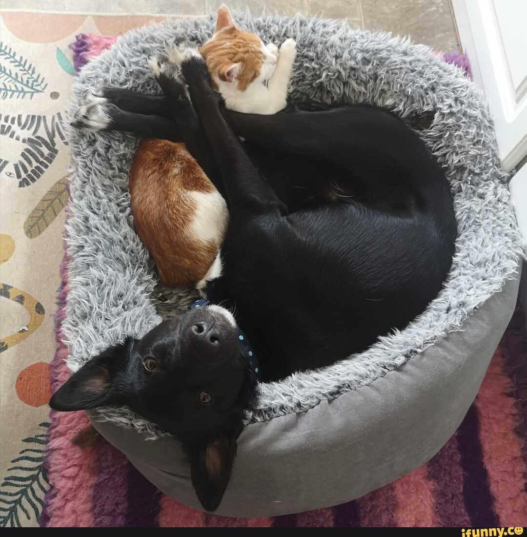 Squashing memes. Best Collection of funny Squashing pictures on iFunny