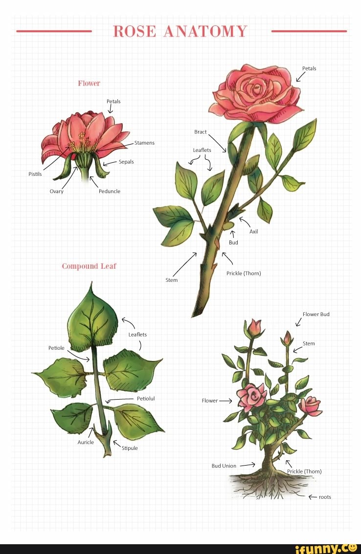 ROSE ANATOMY Flower Petals Bract stamens Leaflets Sepals Pistis ...