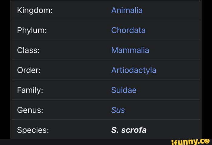 Scrofa memes. Best Collection of funny Scrofa pictures on iFunny