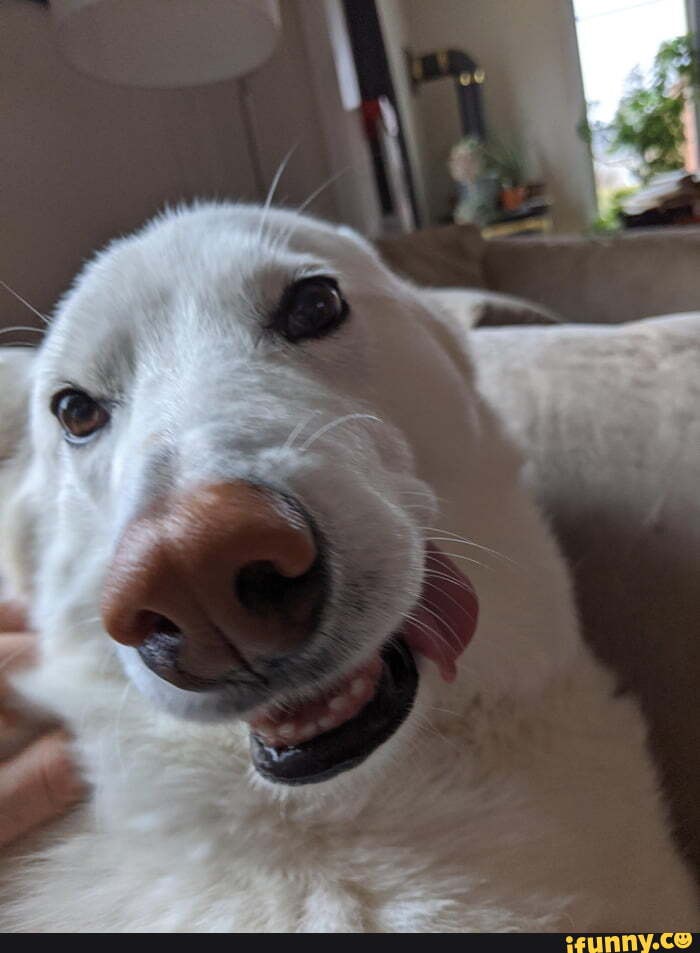 Hellur memes. Best Collection of funny Hellur pictures on iFunny