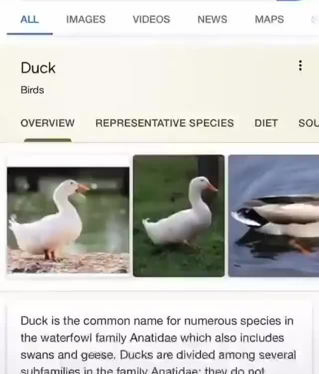 OVERVIEW REPRESENTATIVE SPECIES DIET SOL Duck is the common name for ...