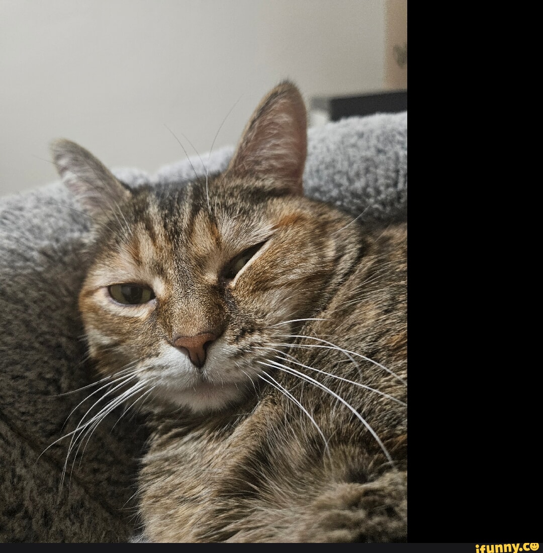 Spoingus memes. Best Collection of funny Spoingus pictures on iFunny