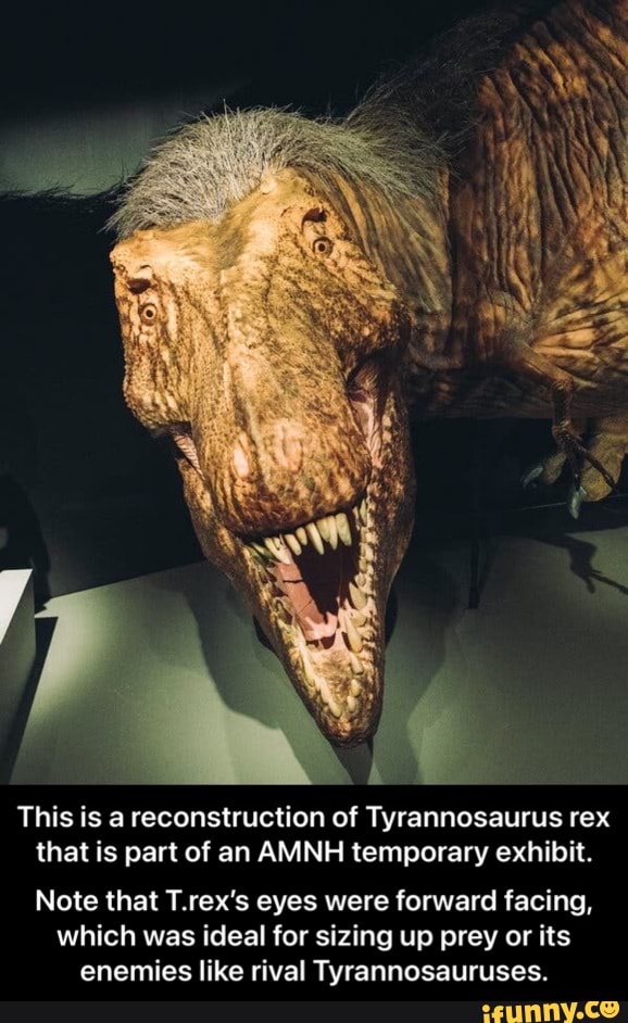 This is a reconstruction of Tyrannosaurus rex that is part of an AMNH ...