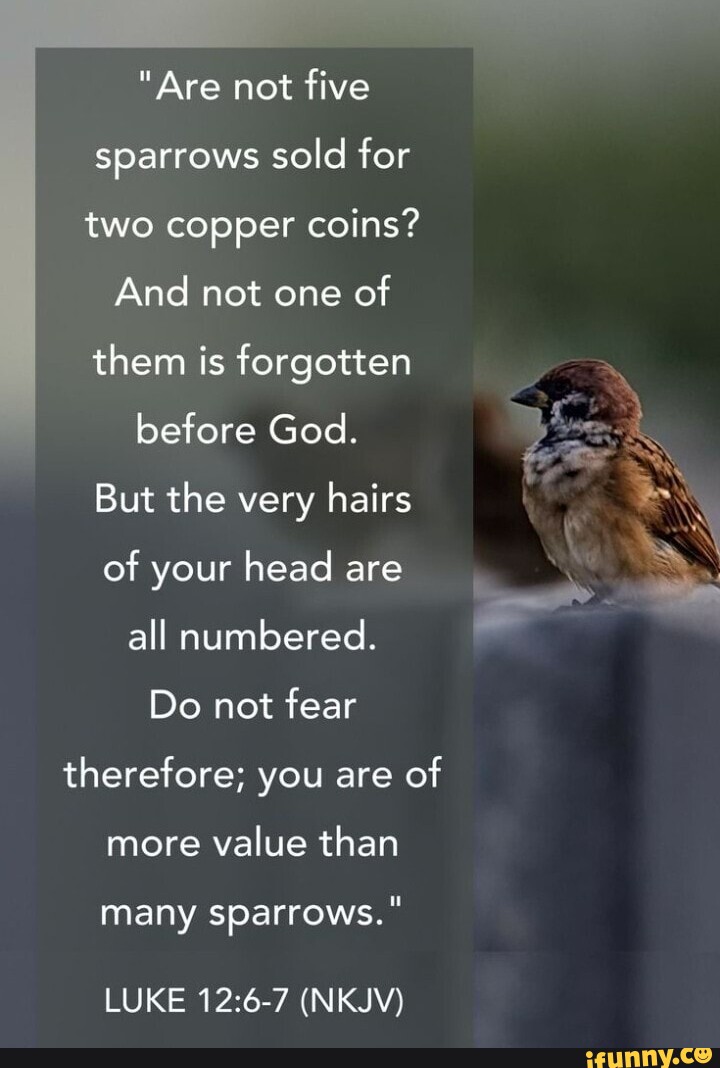 "Are not five sparrows sold for two copper coins? And not one of them ...