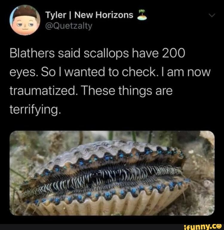 Scallops memes. Best Collection of funny Scallops pictures on iFunny