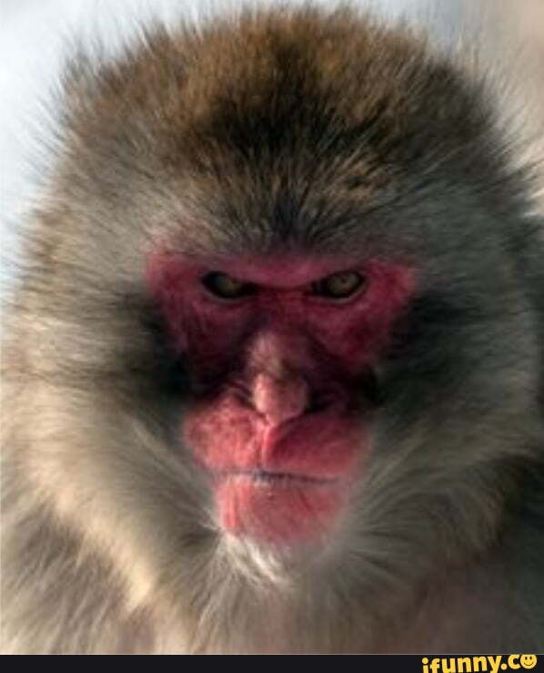 Japanese_macaque memes. Best Collection of funny Japanese_macaque pictures on iFunny