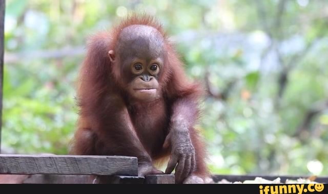 Budiorangutan memes. Best Collection of funny Budiorangutan pictures on ...