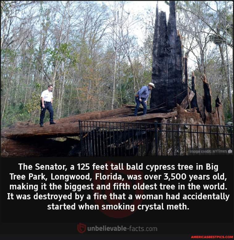 The Senator, a 125 feet tall bald cypress tree in Big Tree Park ...