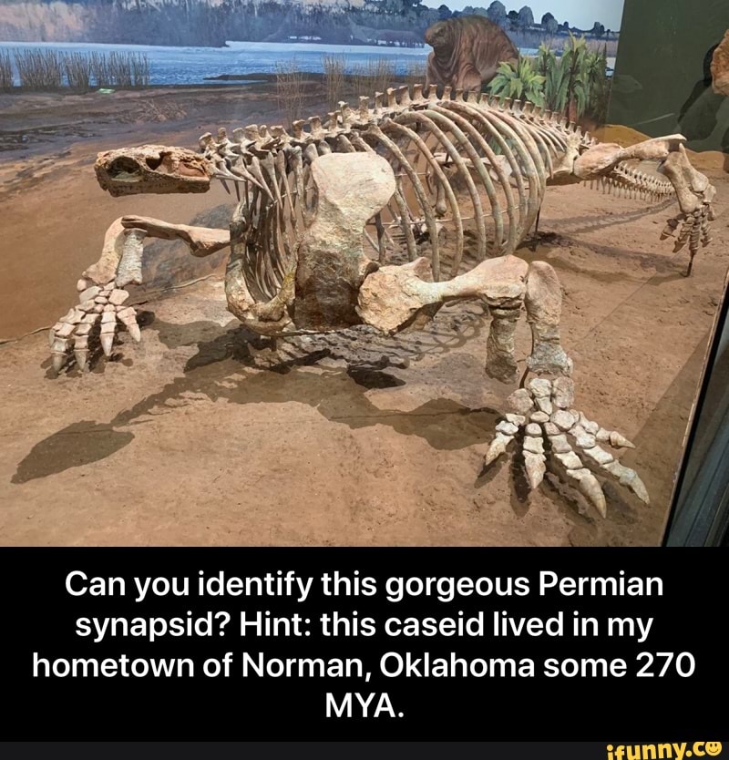 Can you identify this gorgeous Permian synapsid? Hint: this caseid ...