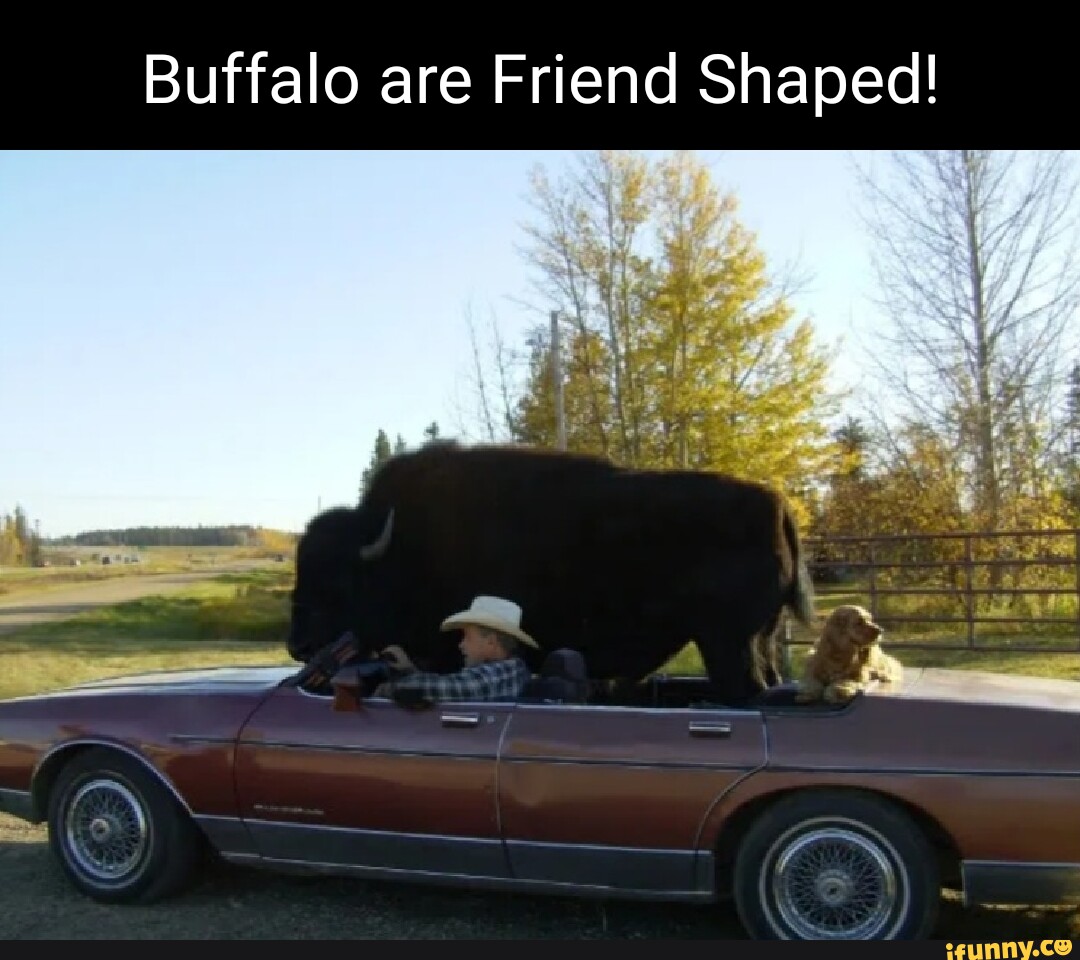 Buffalo memes. Best Collection of funny Buffalo pictures on iFunny