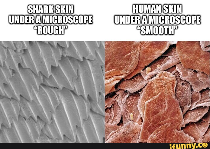 SHARK SKIN UNDER A MICROSCOPE ROUGHS - iFunny