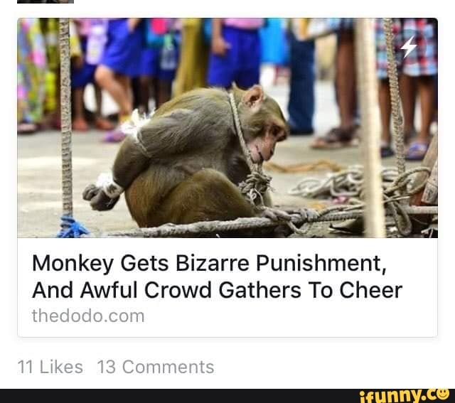 Monkey Gets Bizarre Punishment, And Awful Crowd Gathers To Cheer 11 Likes 13 Comments - iFunny