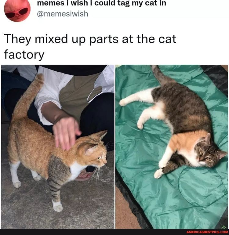 MeMes @memesiwish They mixed up parts at the cat factory - America’s ...