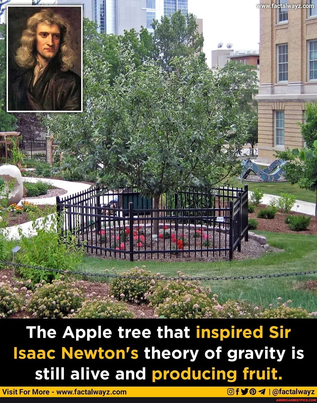 The Apple tree that inspired Sir Isaac Newton's theory of gravity is ...