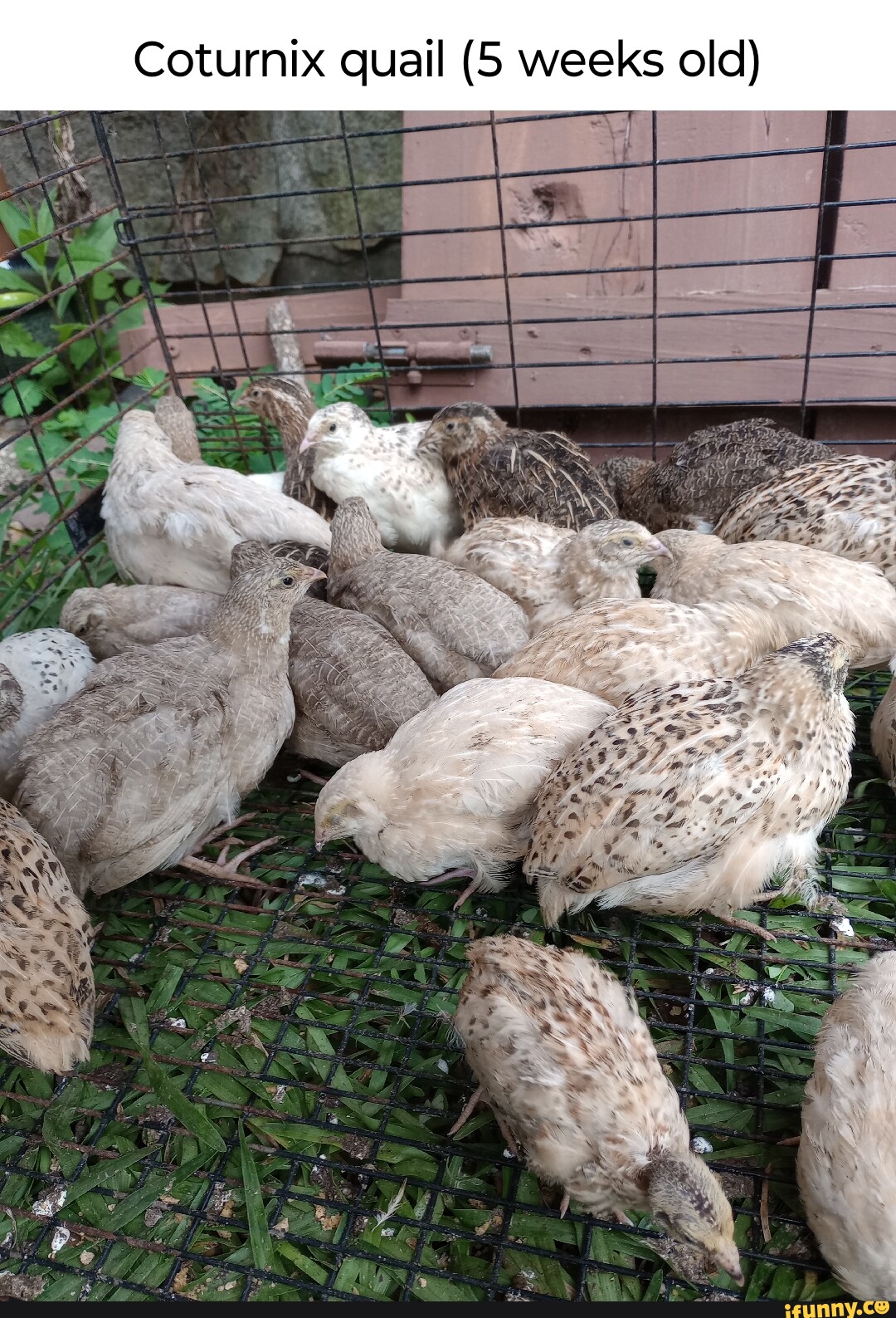 Quail memes. Best Collection of funny Quail pictures on iFunny