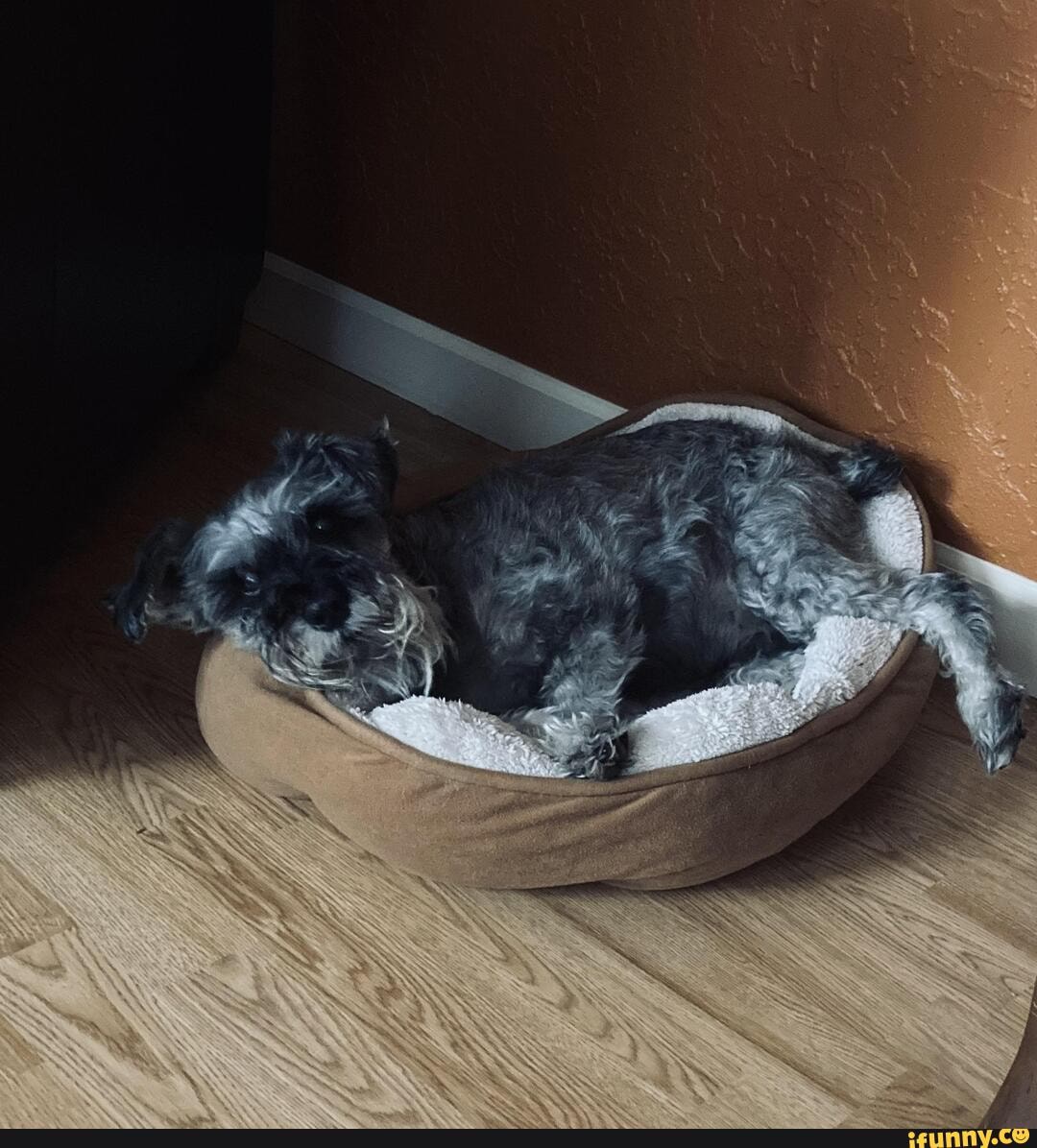 Nargle memes. Best Collection of funny Nargle pictures on iFunny