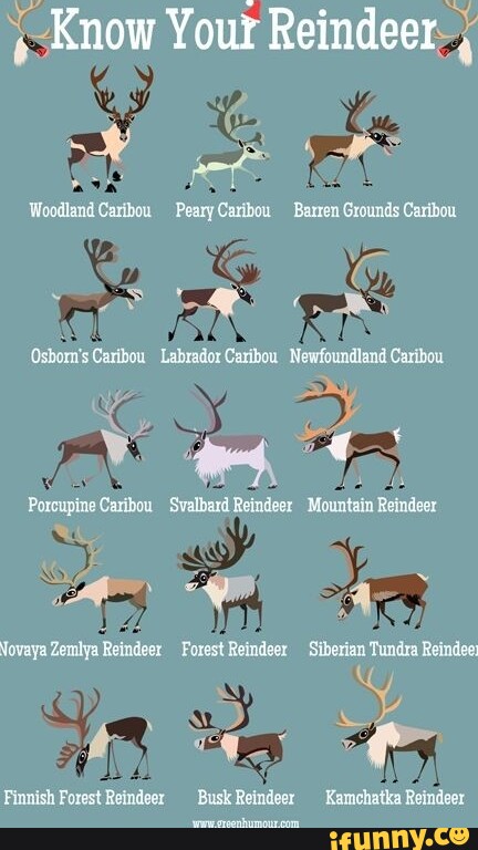 Caribou memes. Best Collection of funny Caribou pictures on iFunny