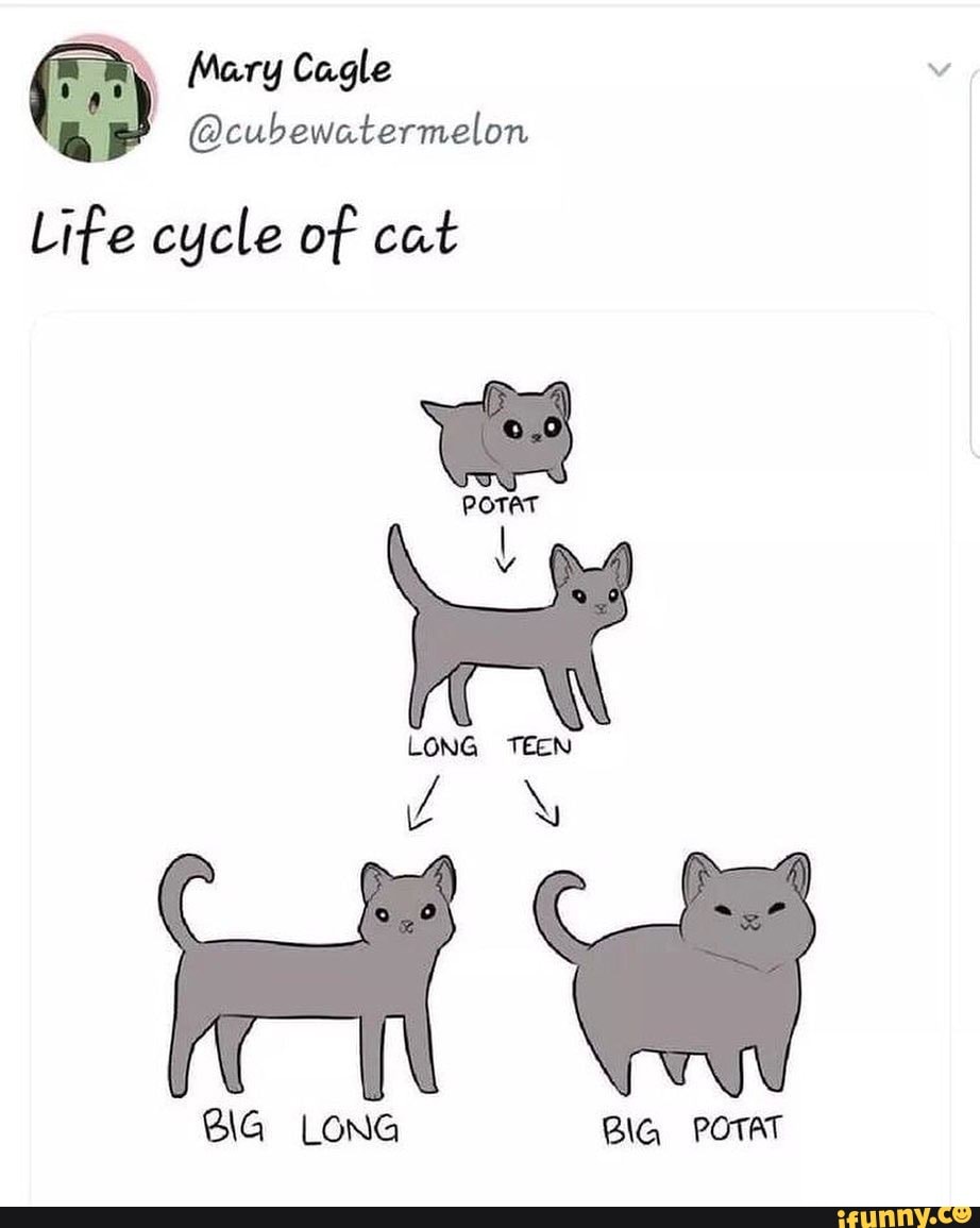 Mary Cagle @cubewatermelon. Life cycle of cat POTAT LONG TEEN LONG BIG ...
