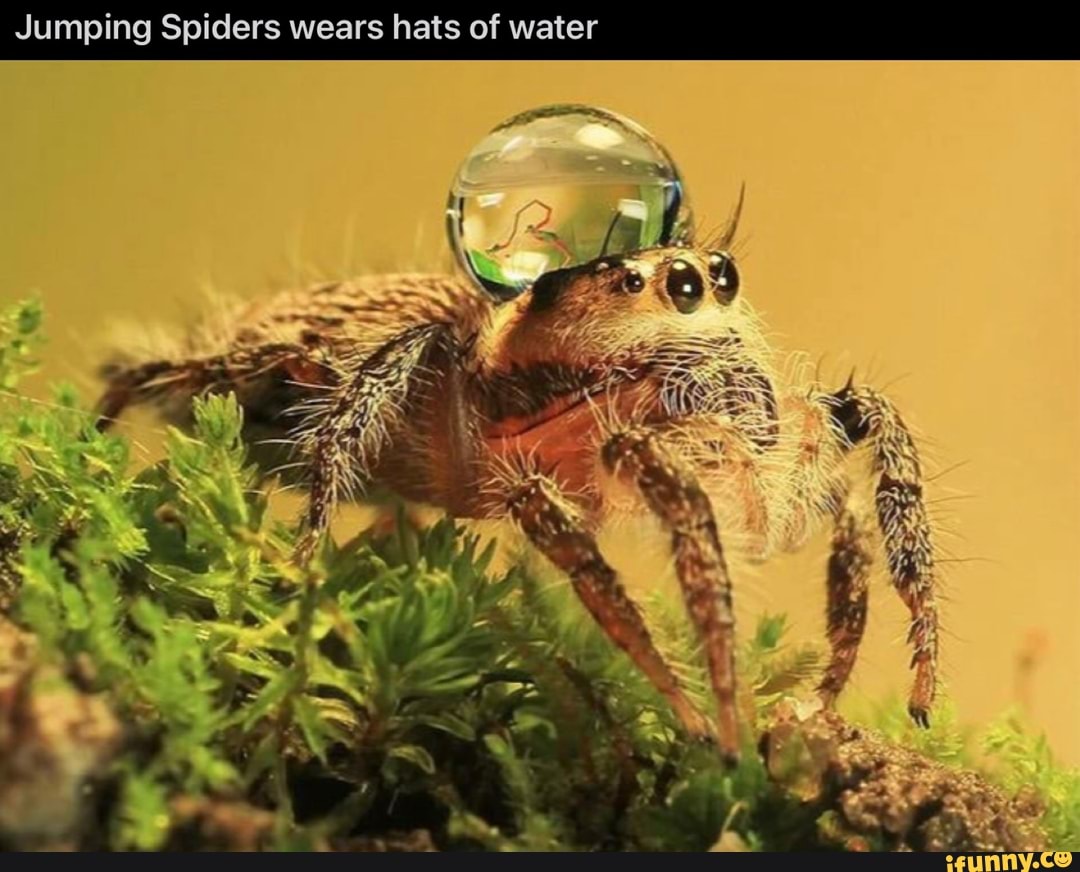 Jumping Spiders wears hats of water - iFunny