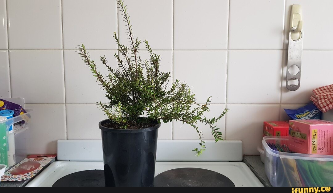 Rockhampton memes. Best Collection of funny Rockhampton pictures on iFunny